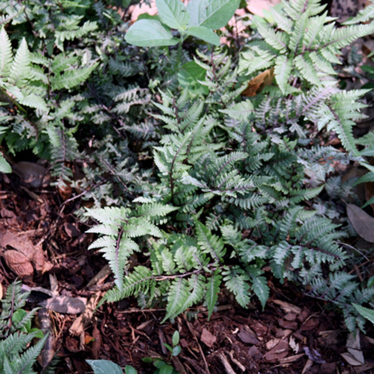Athyrium X Ghost Lady Fern | SiteOne US