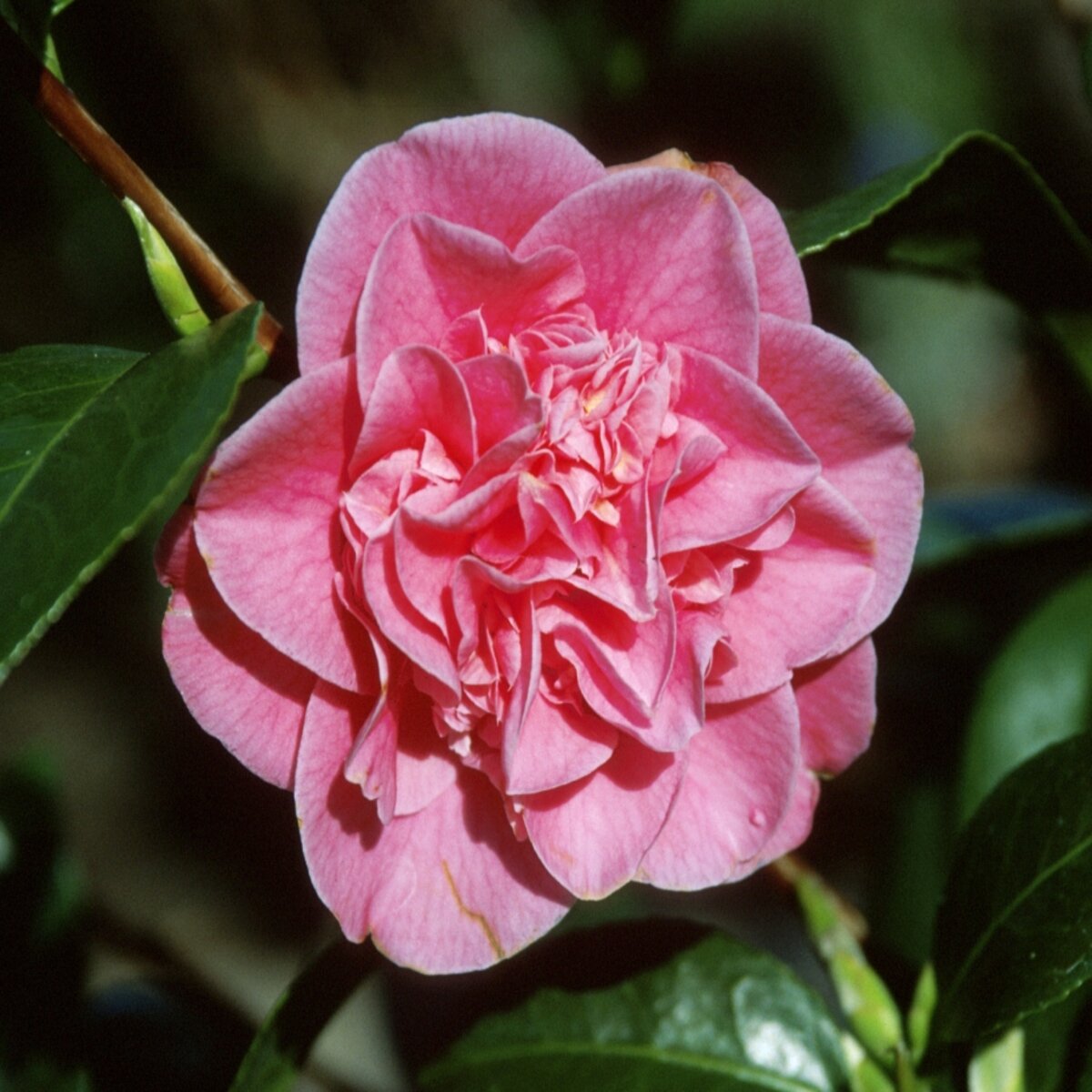 Camellia Japonica Marie Bracey Camellia | SiteOne US