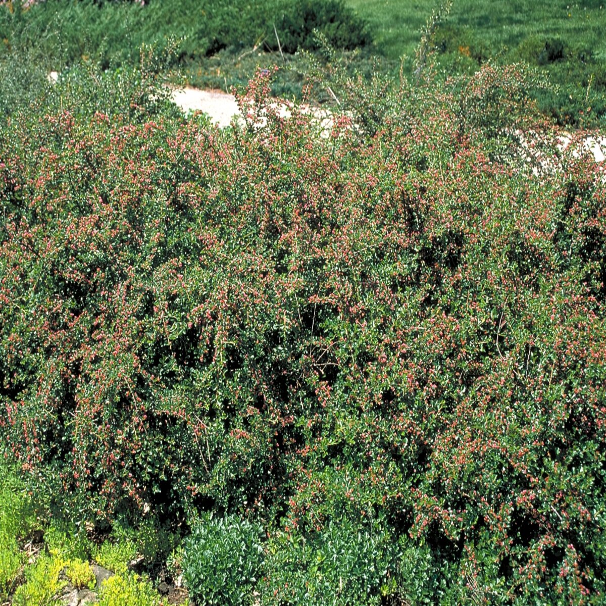 Cotoneaster Apiculatus Cranberry Cotoneaster | SiteOne US