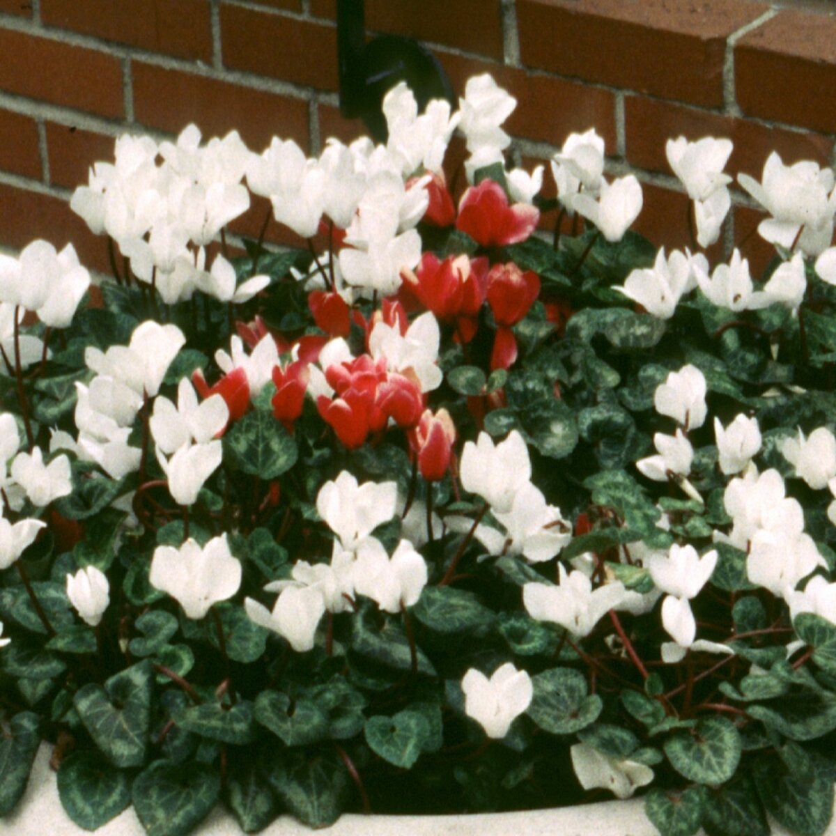 Cyclamen Persicum Florists Cyclamen | SiteOne US