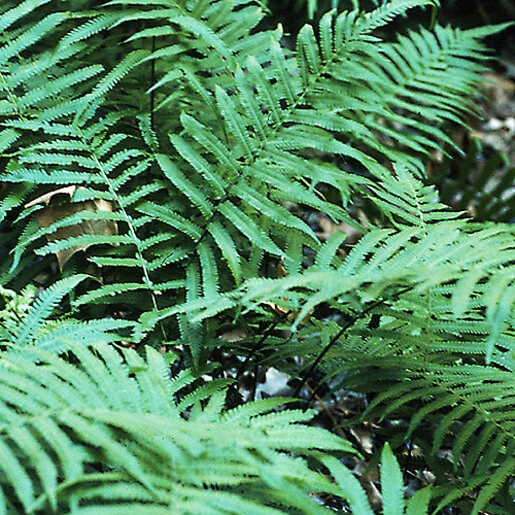 Dryopteris Normalis Wood Fern | SiteOne US