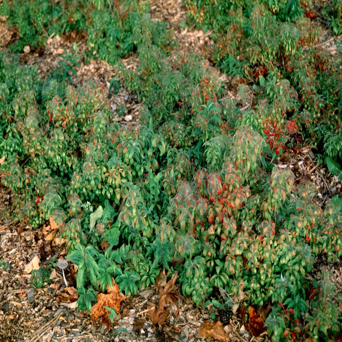 Forsythia Viridissima Bronxensis Dwarf Greenstem Forsythia | SiteOne US