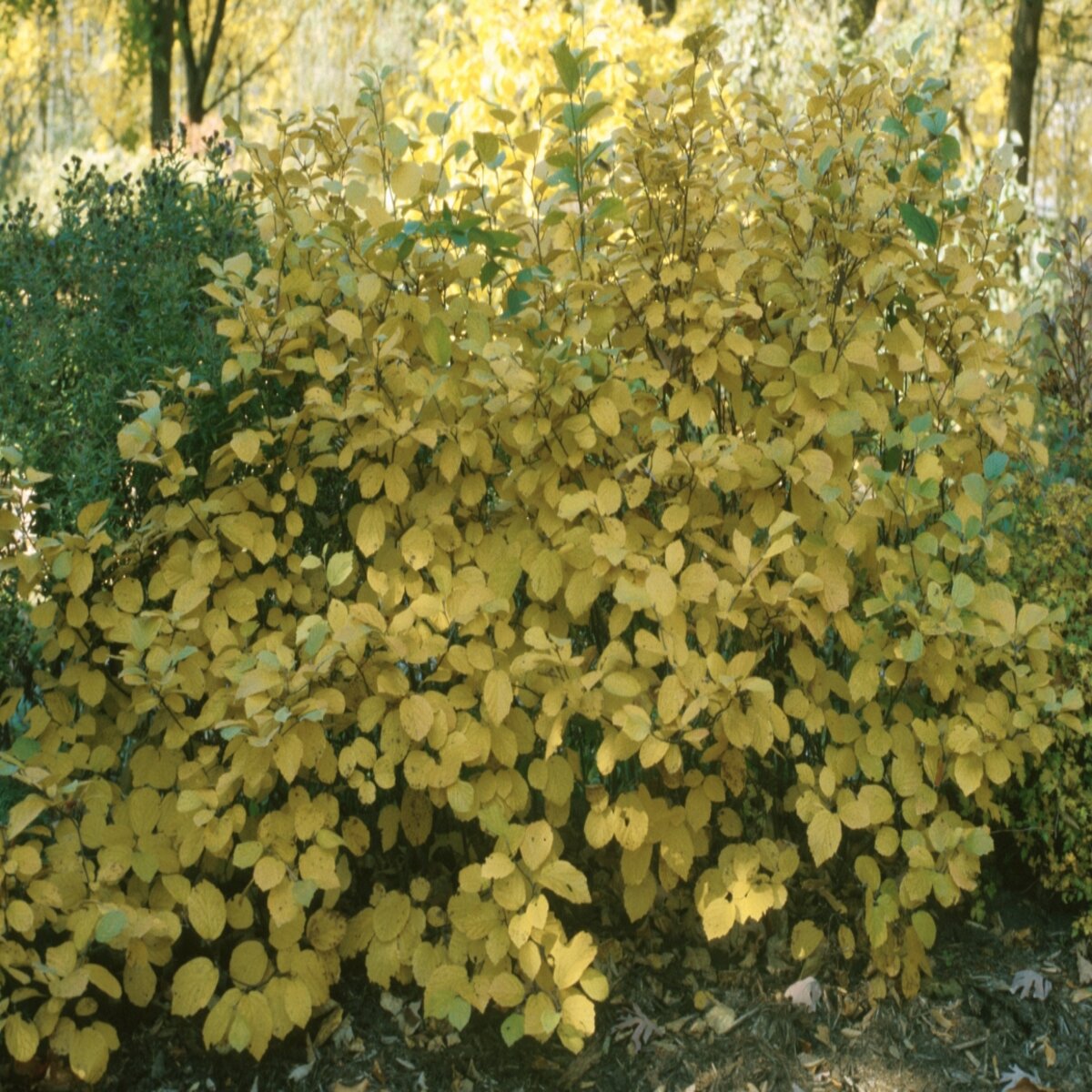 Fothergilla Mount Airy Dwarf Fothergilla | SiteOne US