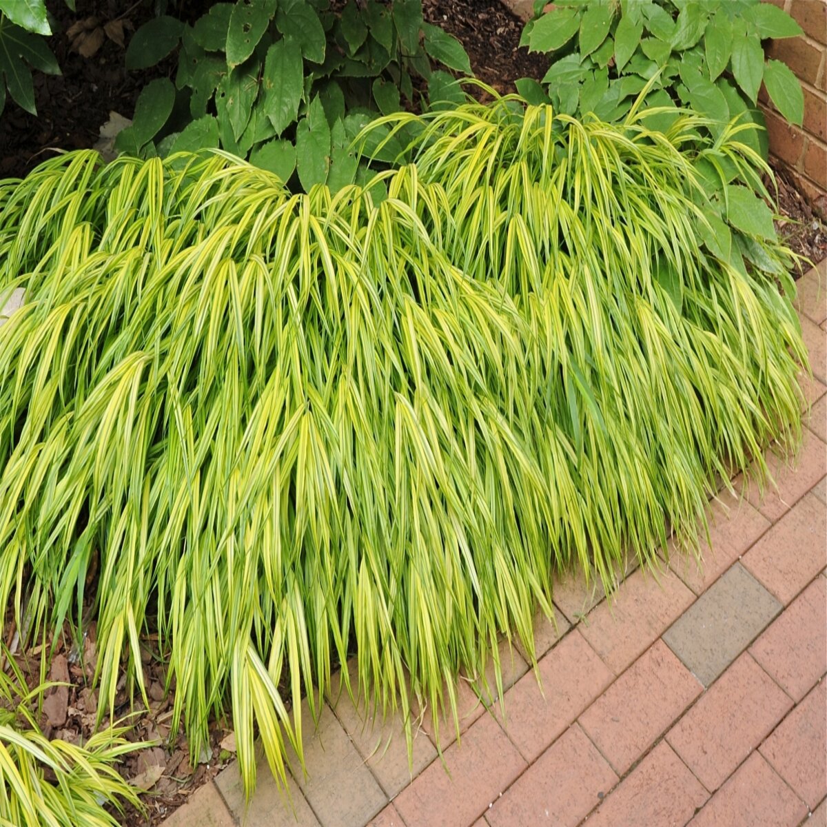Hakonechloa Macra Aureola Golden Japanese Forest Grass | SiteOne US