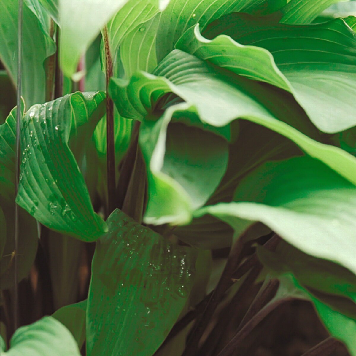 Hosta Red October Plantain Lily | SiteOne US