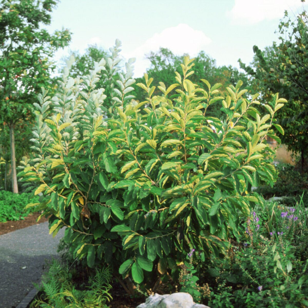 Hamamelis Vernalis Ozark Witch Hazel | SiteOne US