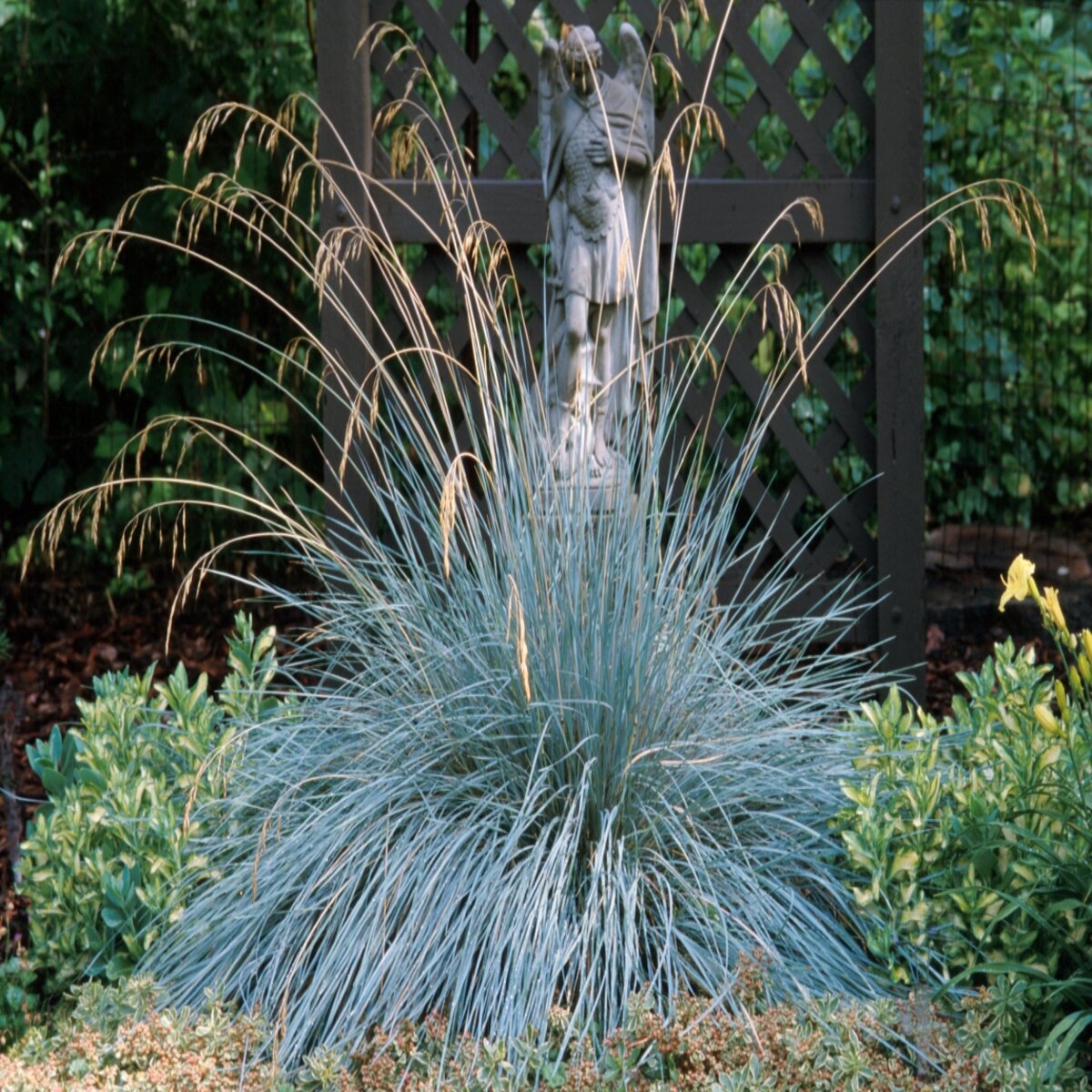 Helictotrichon sempervirens Blue Oat Grass | SiteOne US
