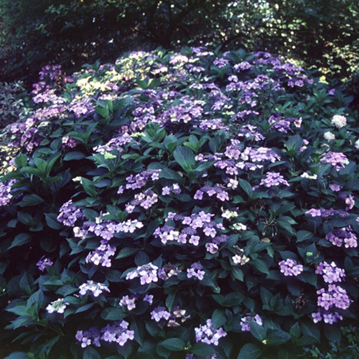 Hydrangea Macrophylla Mariesii Perfecta Blue Wave Lacecap Hydrangea | SiteOne