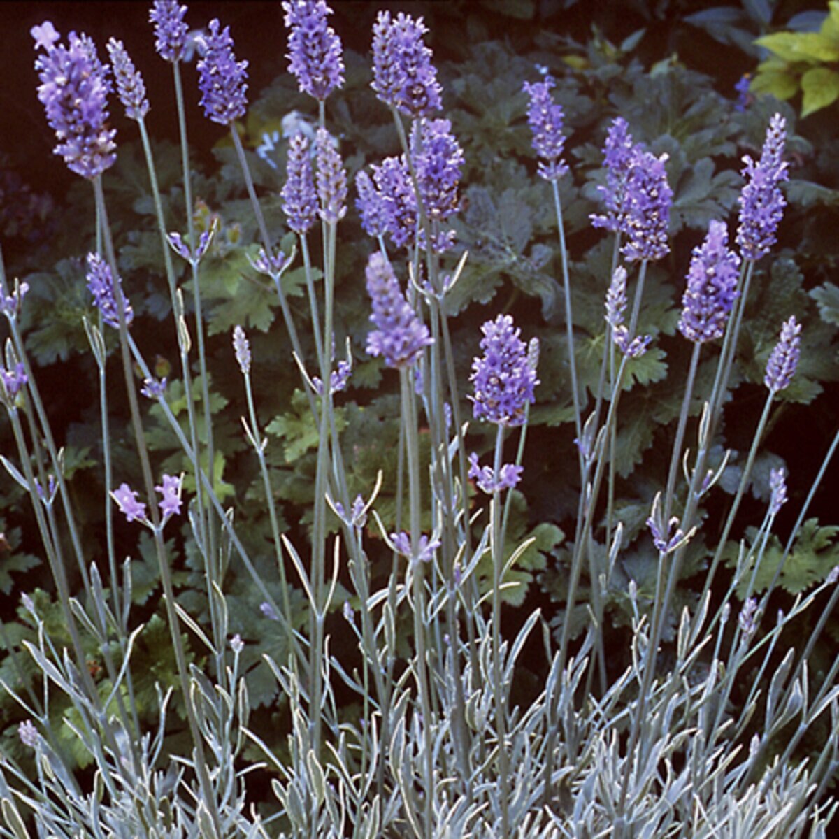 Lavandula X Intermedia Silver Edge Lavender | SiteOne