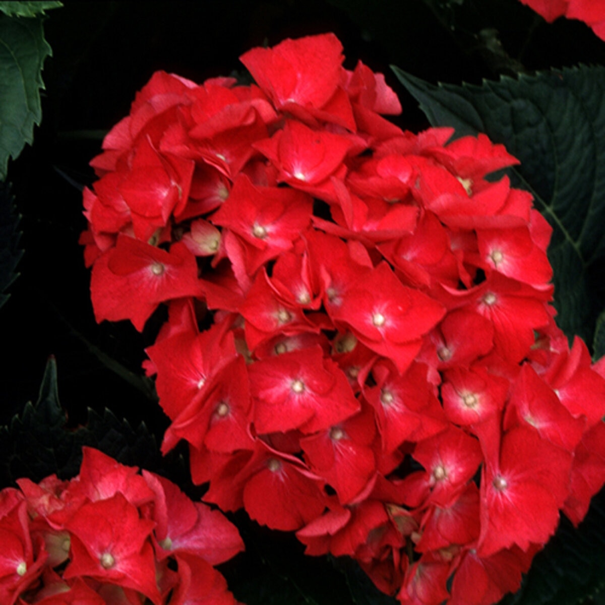 Hydrangea Macrophylla Cardinal Red Big Leaf Hydrangea | SiteOne US