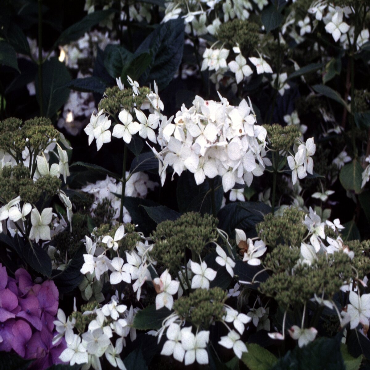 Hydrangea Macrophylla Lanarth White Lacecap Hydrangea | SiteOne US