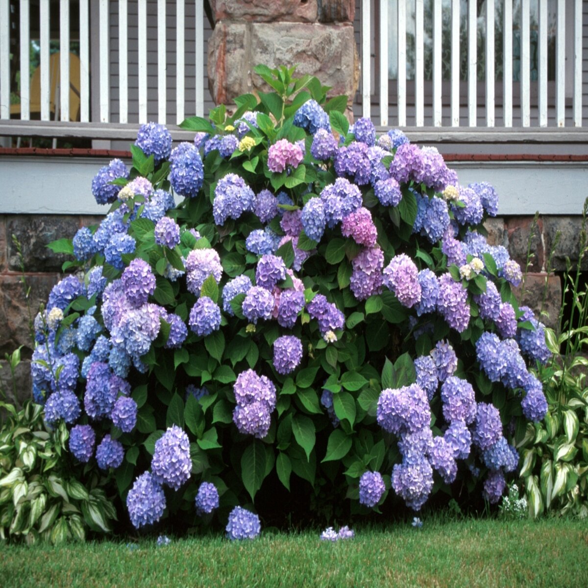 Hydrangea macrophylla Nikko Blue Big Leaf Hydrangea | SiteOne US