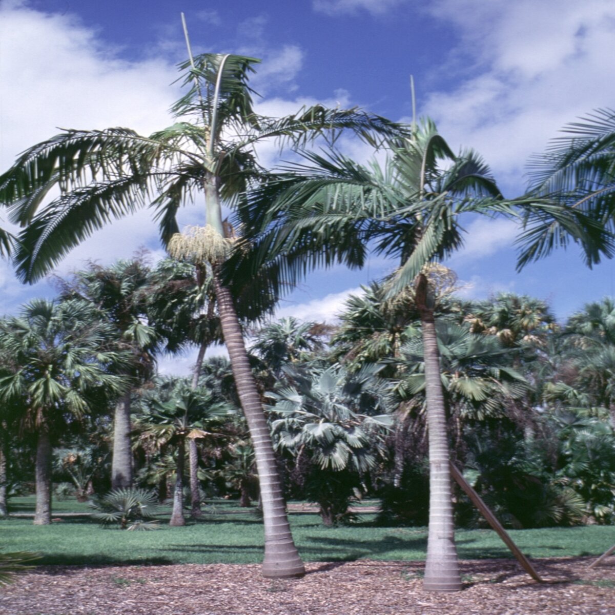 Archontophoenix Alexandrea King Alexander Palm | SiteOne US