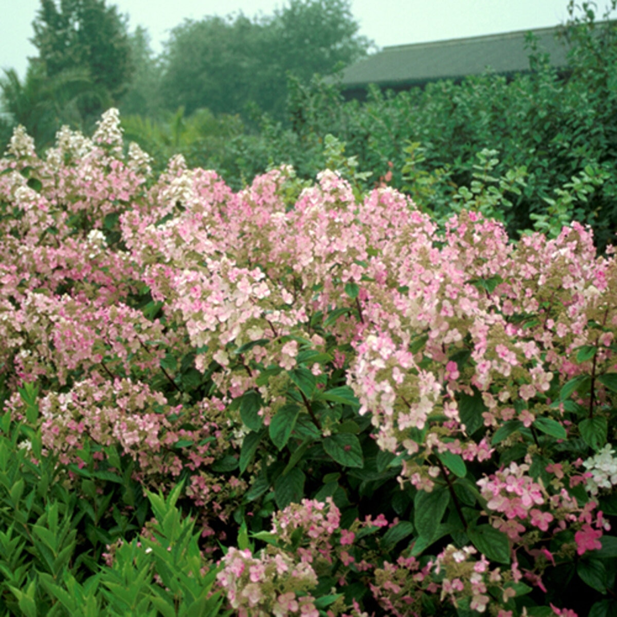 Hydrangea Paniculata Interhydia Pink Diamond Panicle Hydrangea | SiteOne US