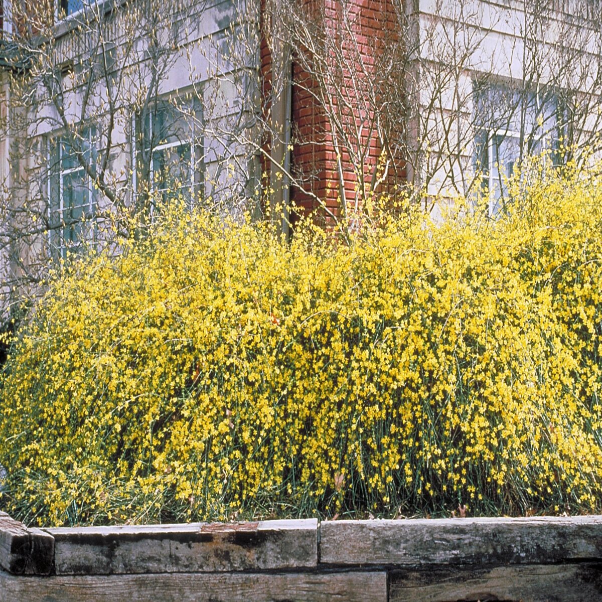 Jasminum Nudiflorum Winter Jasmine | SiteOne US