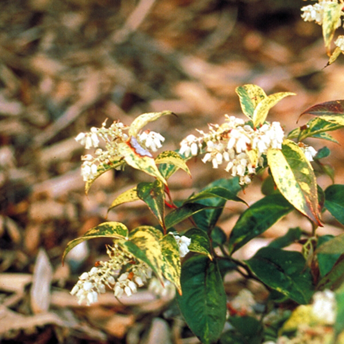 Leucothoe fontanesiana Girard's Rainbow Doghobble | SiteOne US