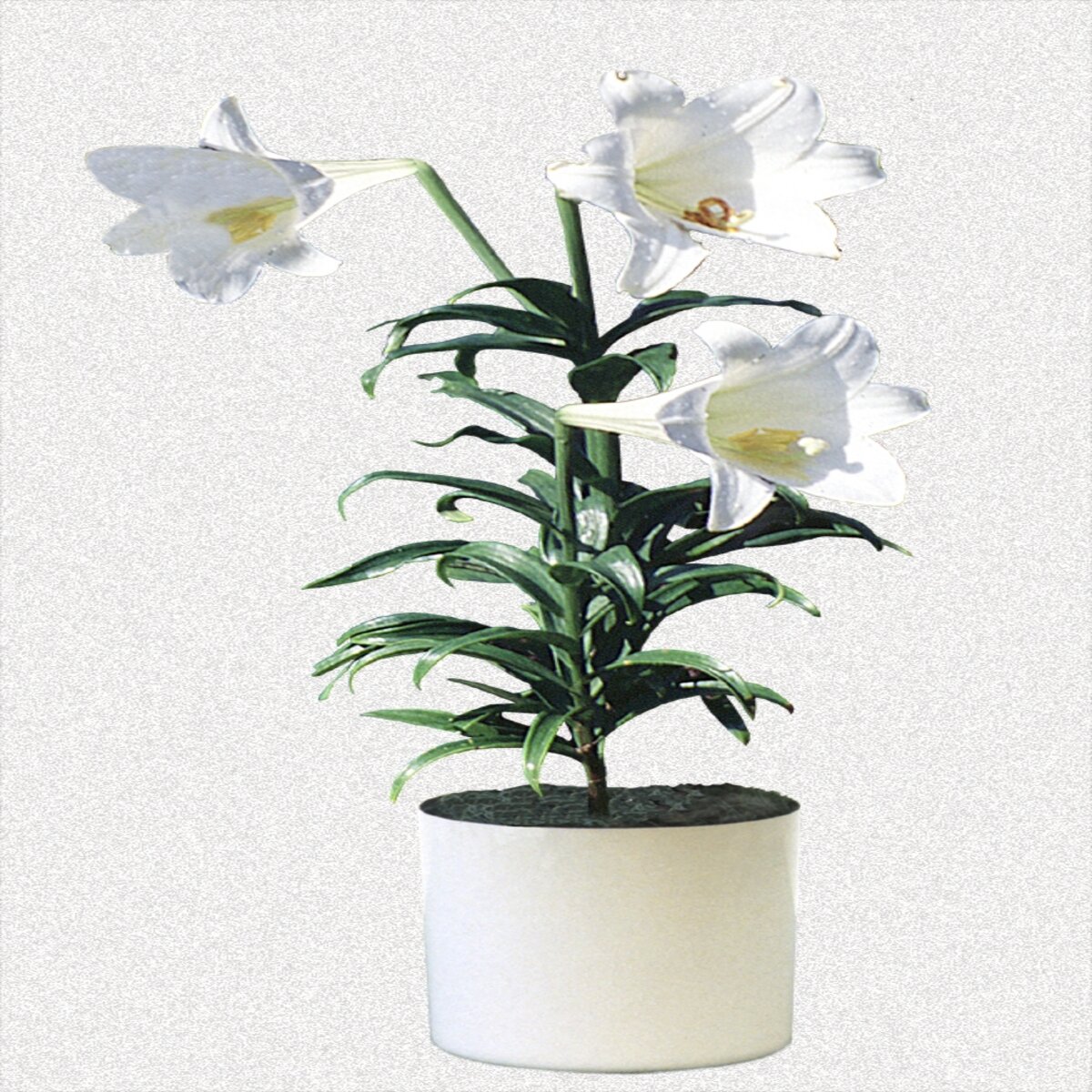 Lilium Longiflorum Easter Lily | SiteOne