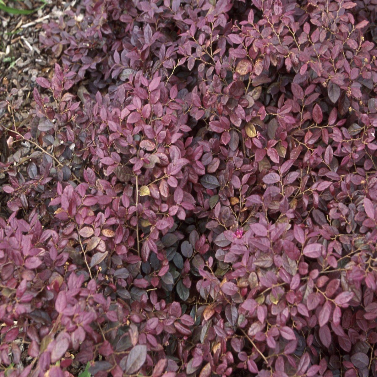 Loropetalum chinense var. rubrum Plum Delight Fringe Flower | SiteOne US