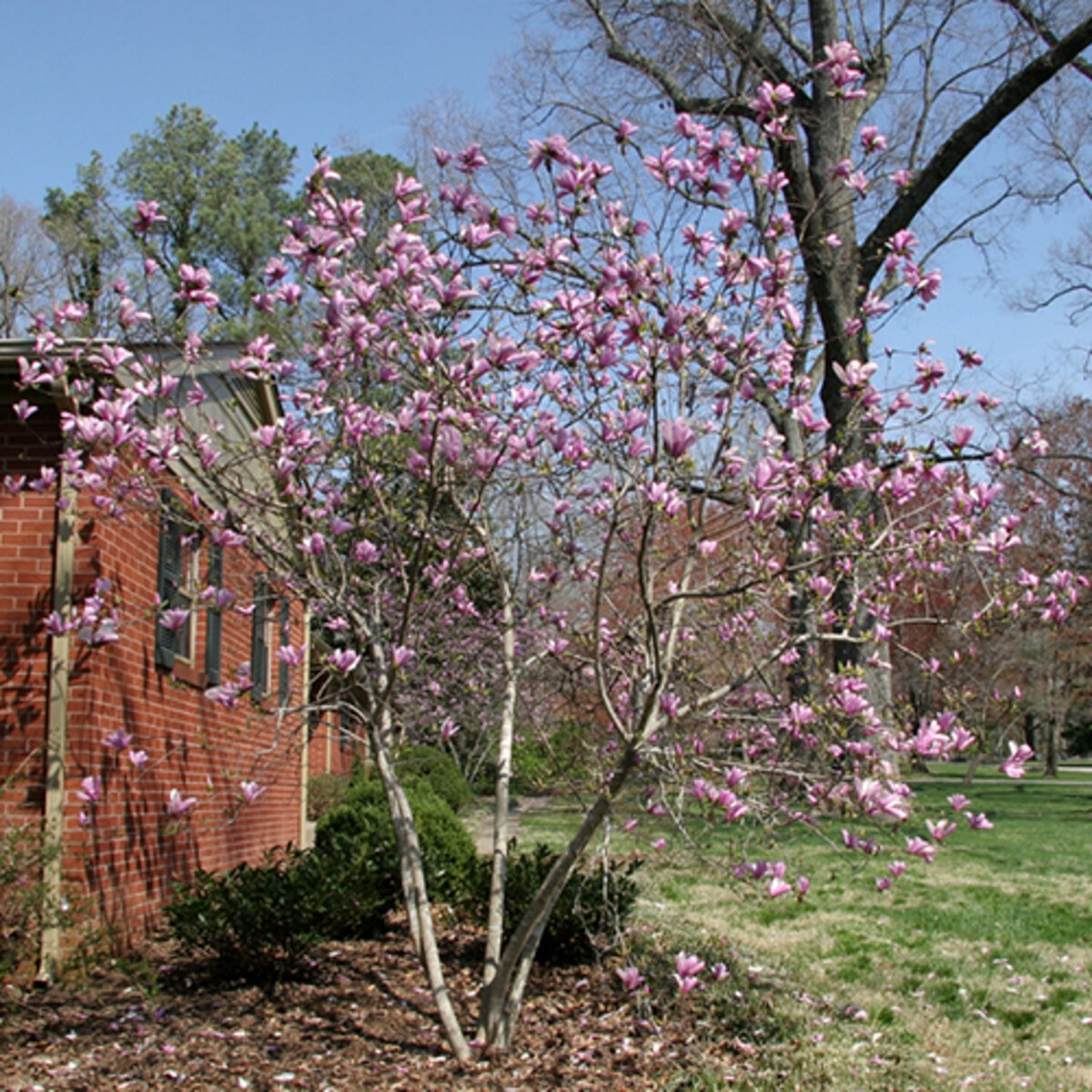 Magnolia hybrid Little Girl Jane Magnolia | SiteOne US