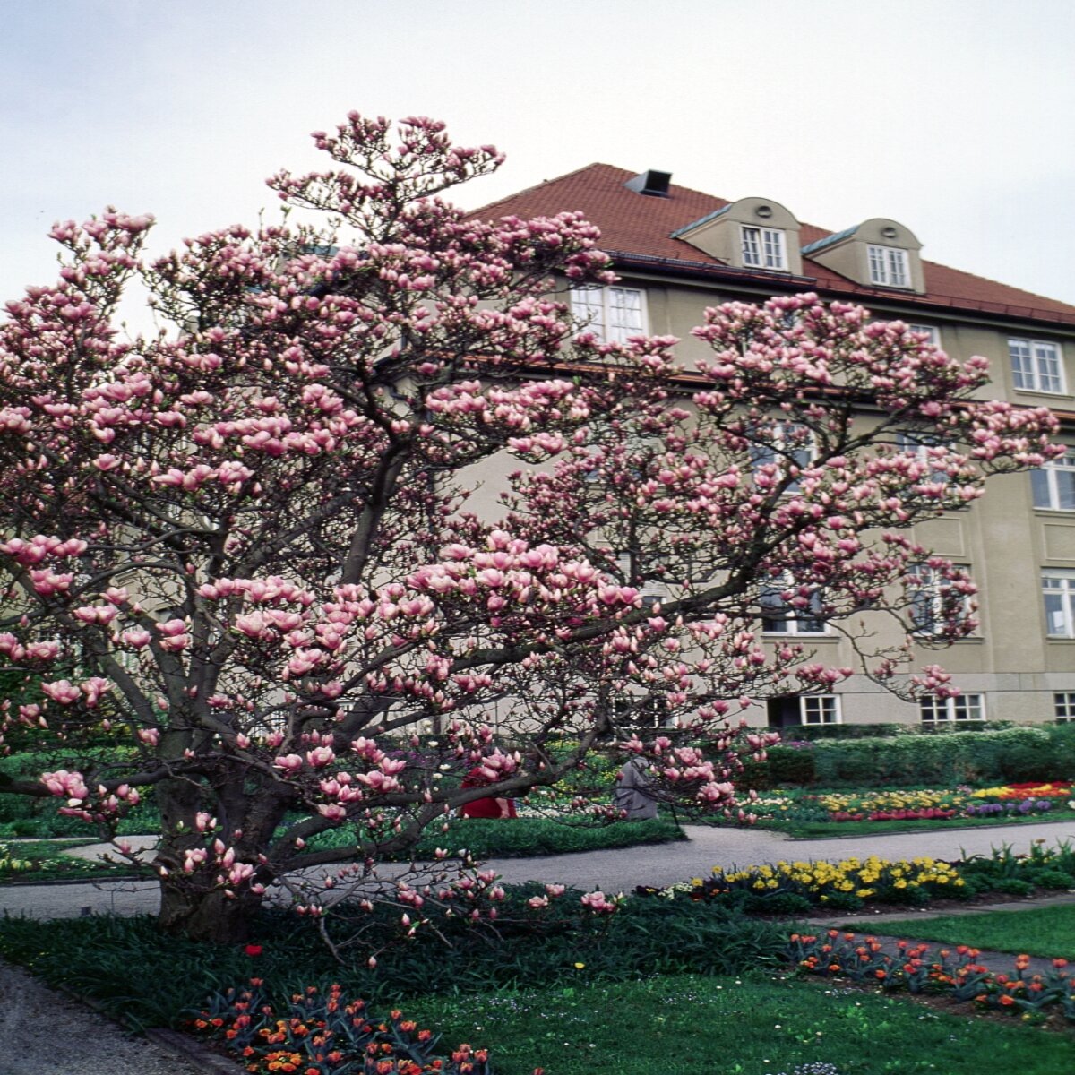 Magnolia X Soulangeana Alexandrina Saucer Magnolia | SiteOne US