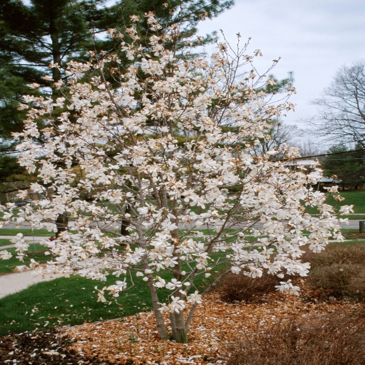 Magnolia Stellata Star Magnolia | SiteOne US