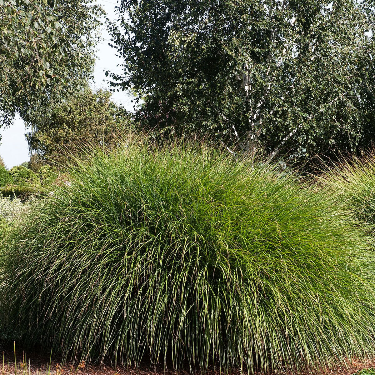 Miscanthus sinensis Gracillimus Maidengrass | SiteOne US