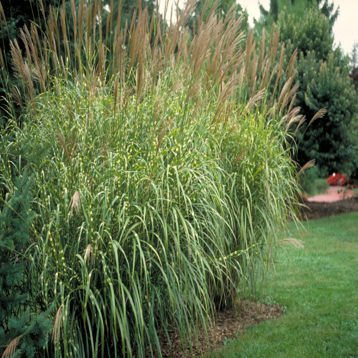 Miscanthus Sinensis Zebrinus