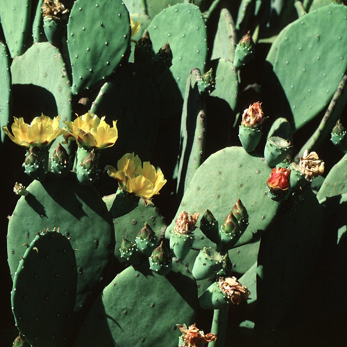 Opuntia Ellisiana Spineless Prickly Pear Cactus | SiteOne US