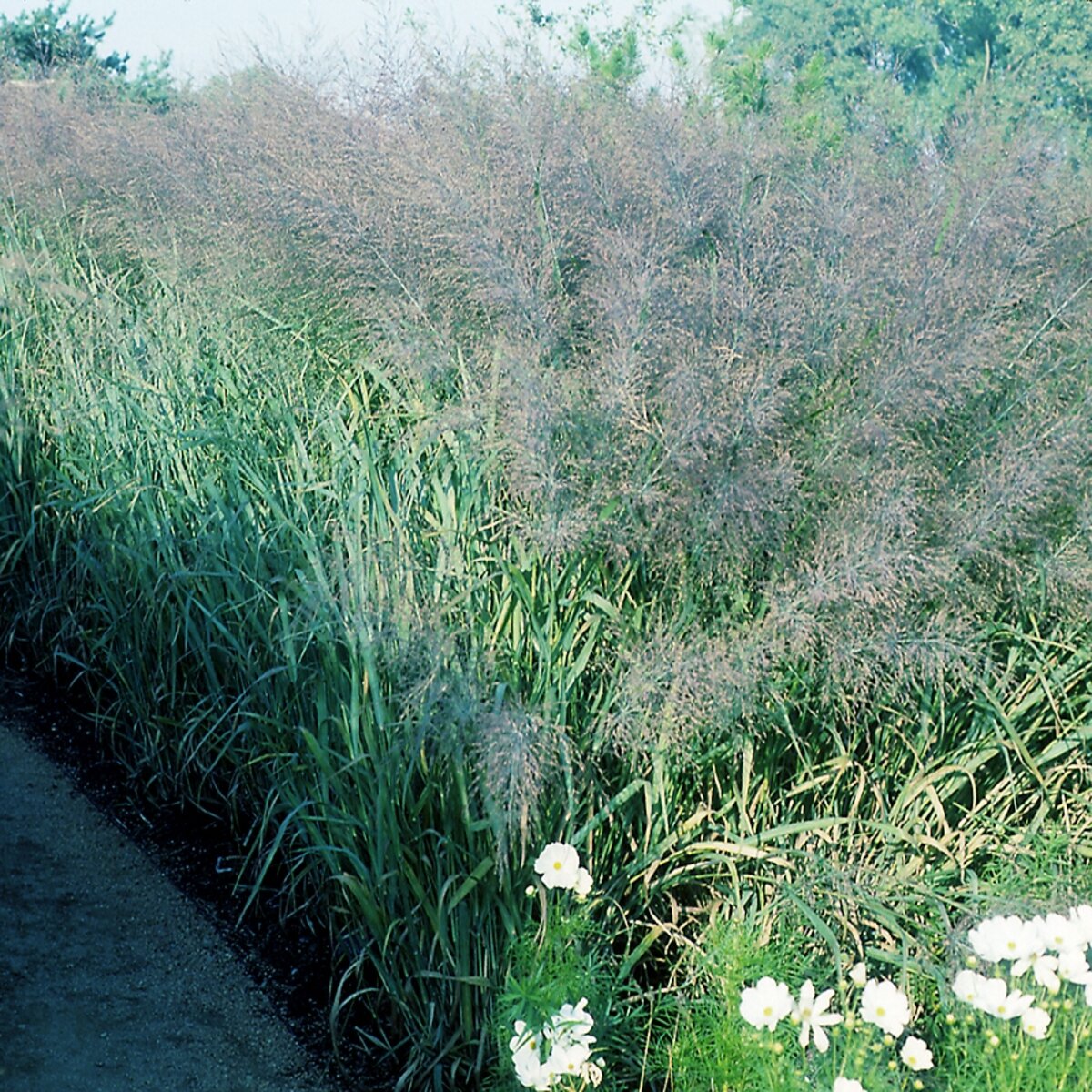 Panicum Virgatum Dallas Blues Switch Grass | SiteOne US