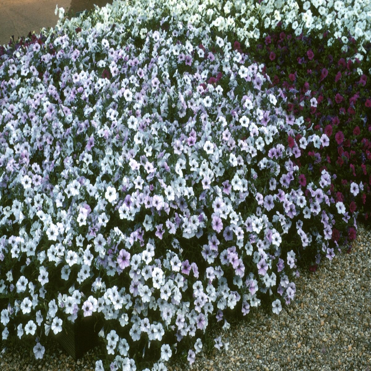 Petunia X Hybrida Tidal Wave Silver Spreading Petunia | SiteOne US