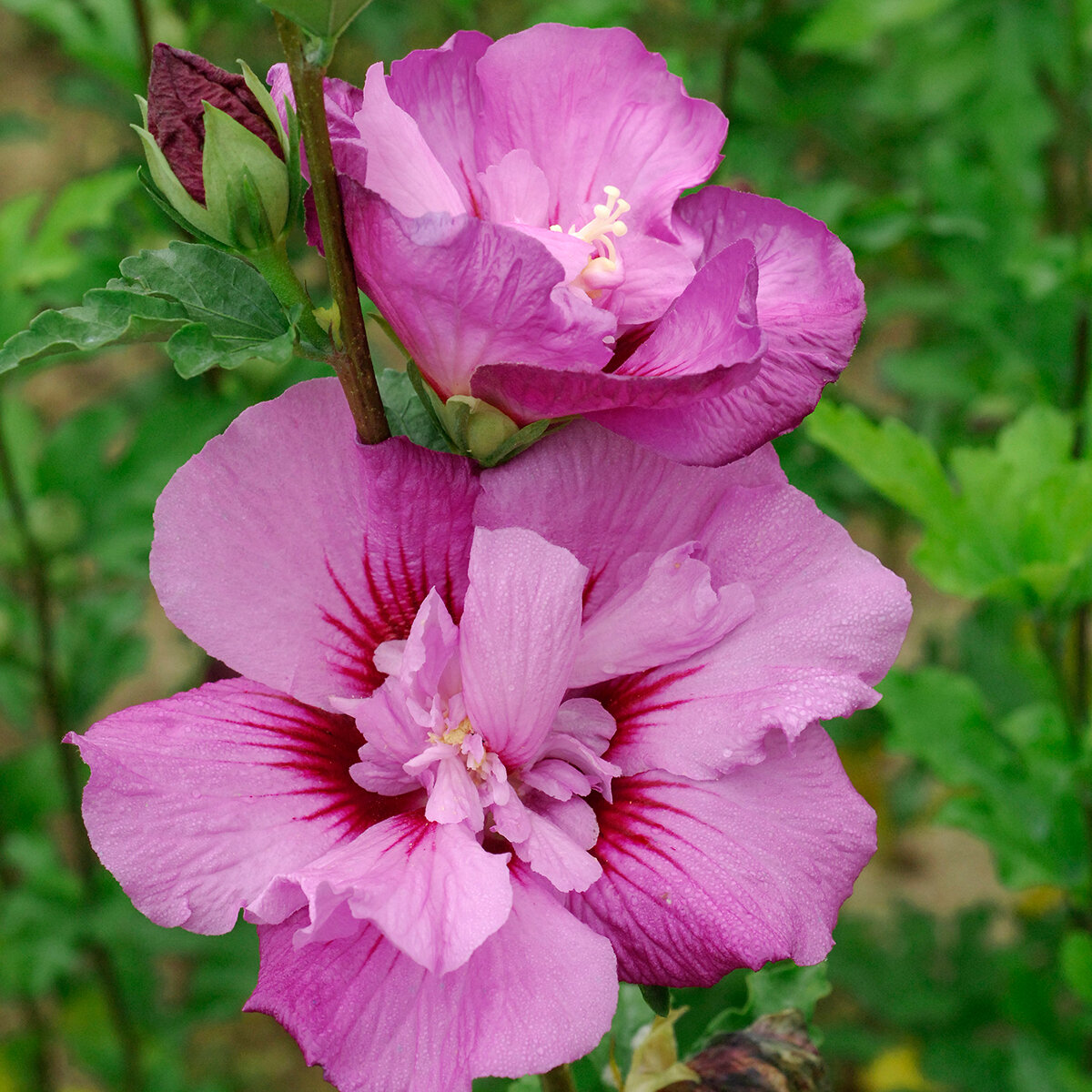 Hibiscus Syriacus Tahiti Rose of Sharon | SiteOne