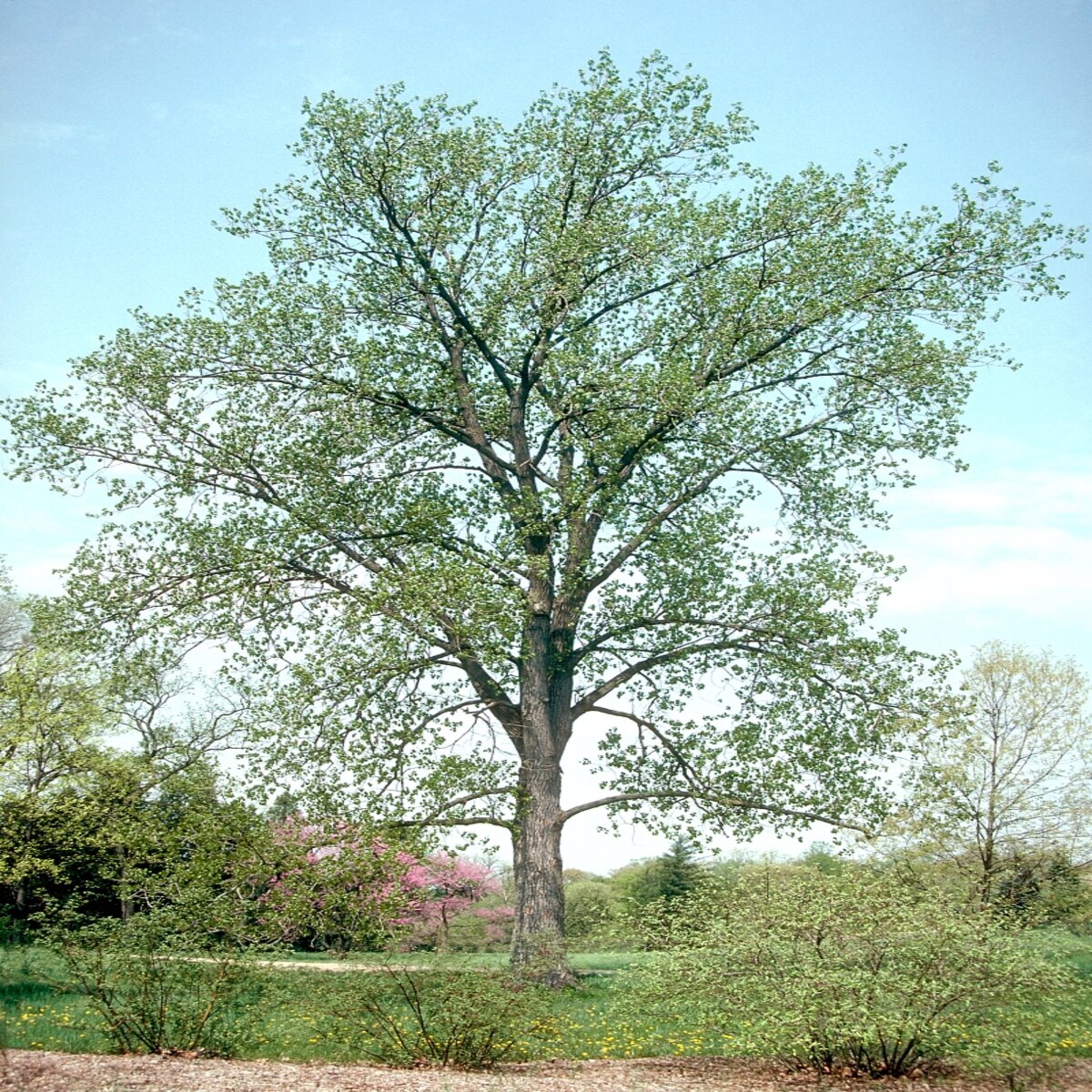 Populus Deltoides Eastern Cottonwood | SiteOne US