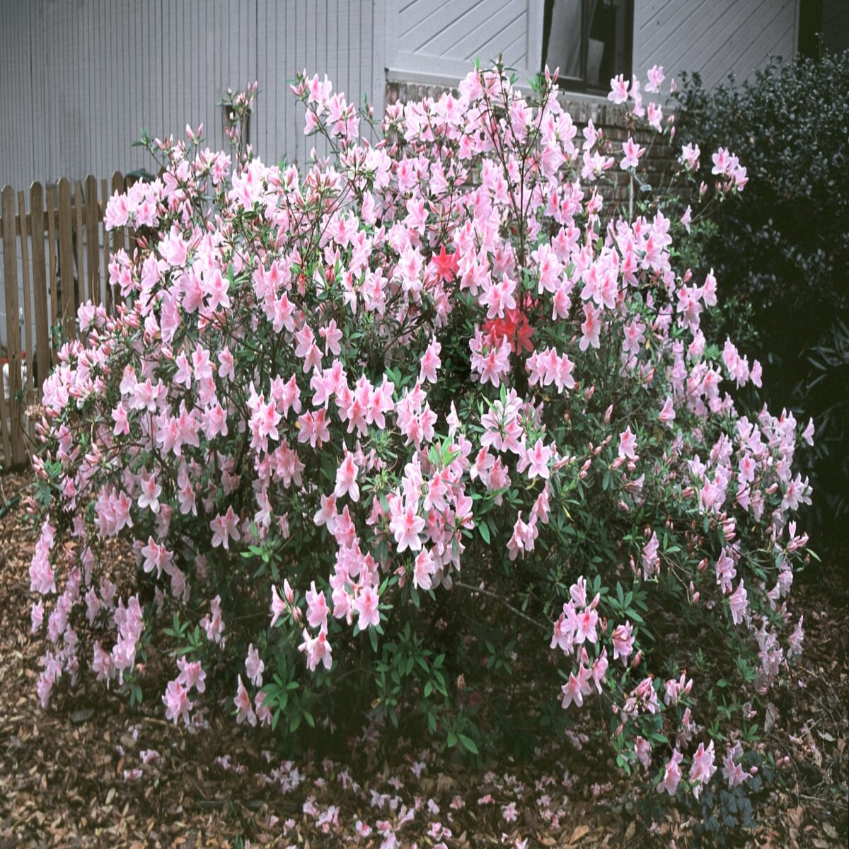Rhododendron X George L. Taber Azalea | SiteOne US