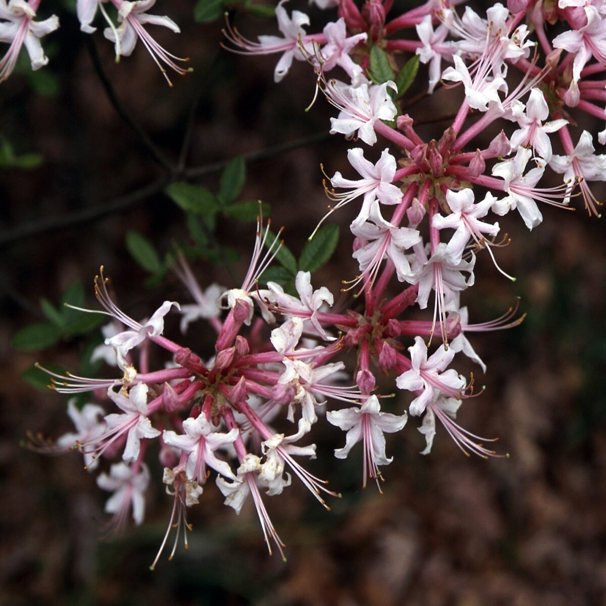 Rhododendron Canescens Mountain Azalea | SiteOne US