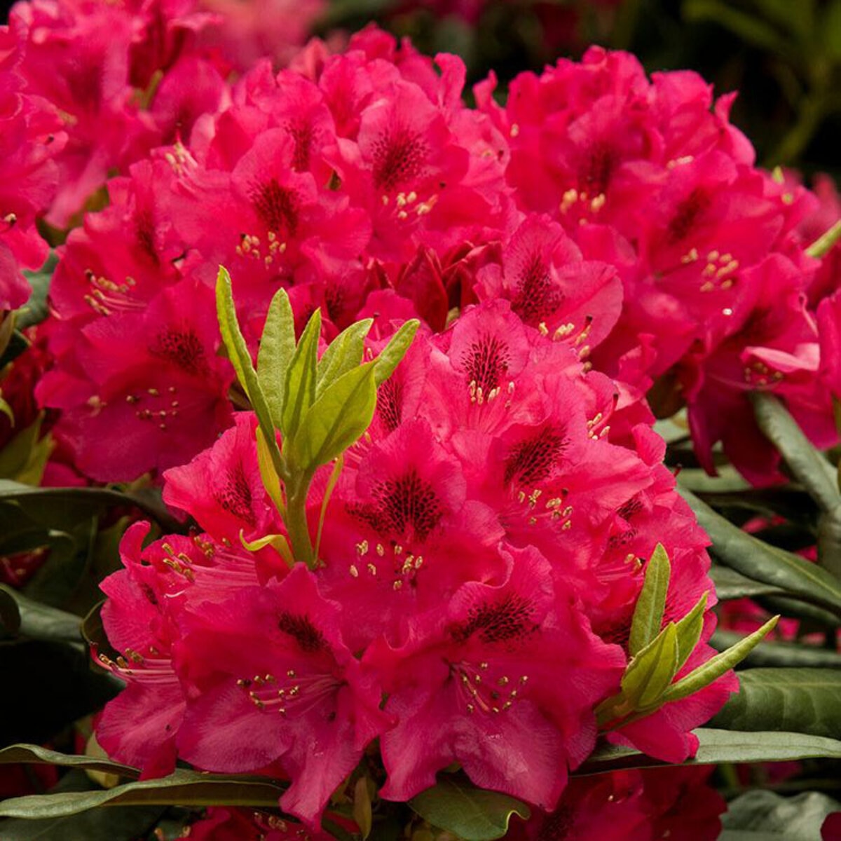 Rhododendron X Nova Zembla Rhododendron Siteone Us