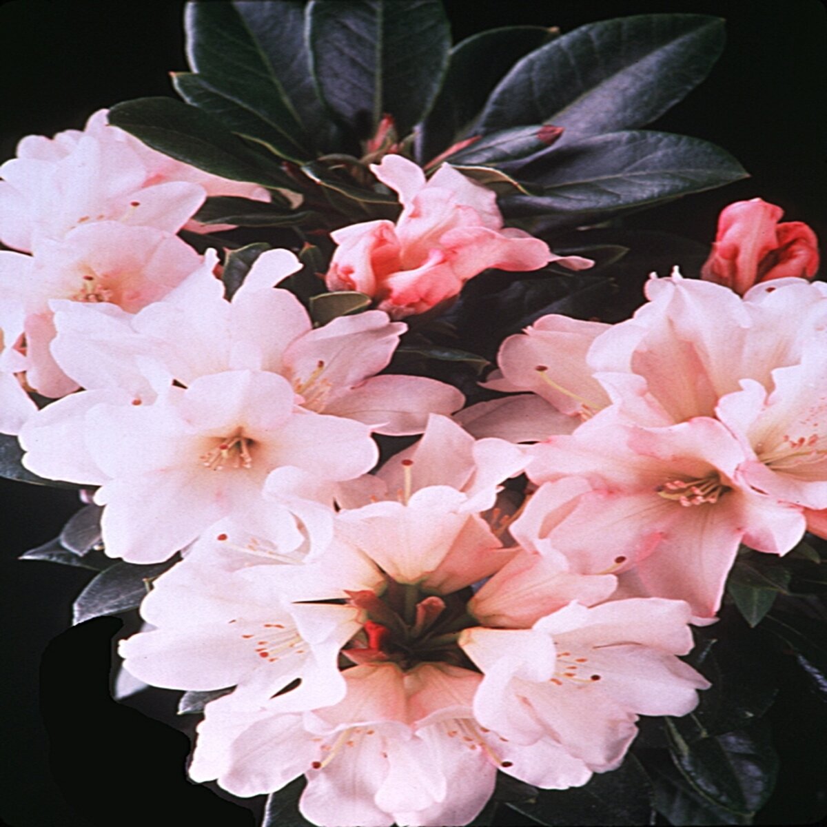 Rhododendron X Unique Rhododendron | SiteOne