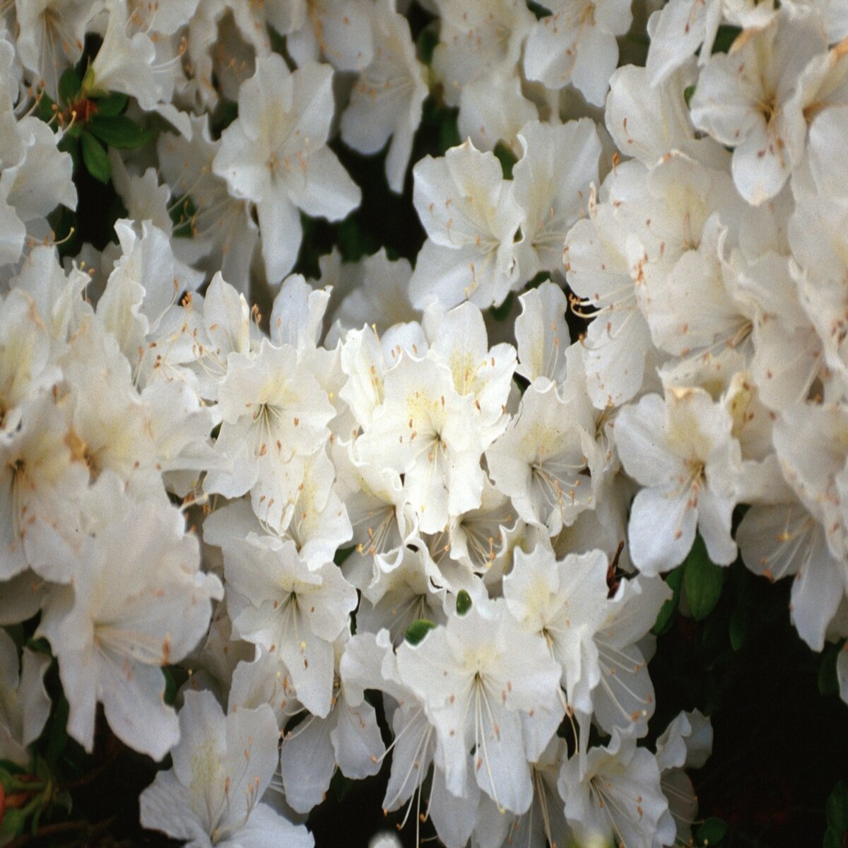 Rhododendron X Delaware Valley White Azalea | SiteOne US