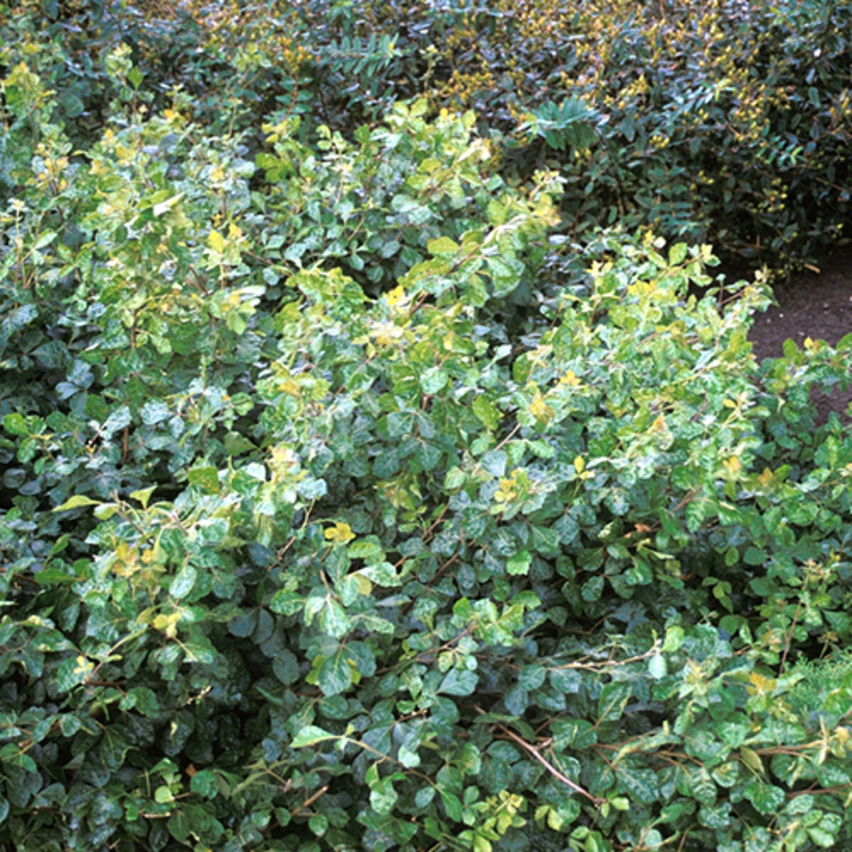 Rhus aromatica Gro-Low Fragrant Sumac | SiteOne US