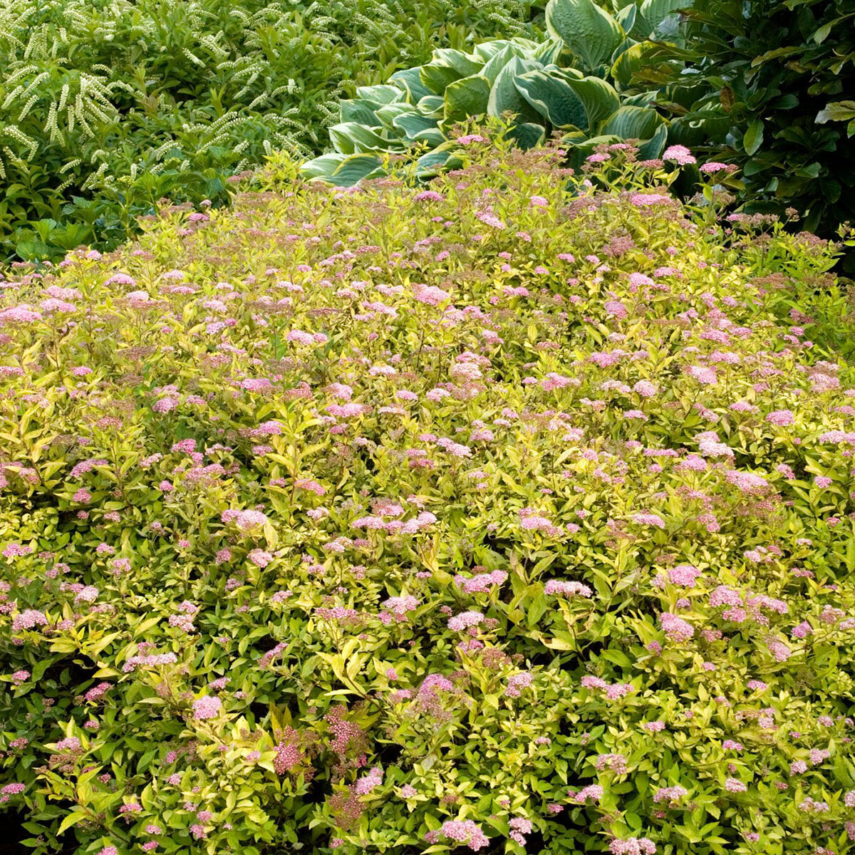 Spiraea Japonica Limemound Spirea | SiteOne US
