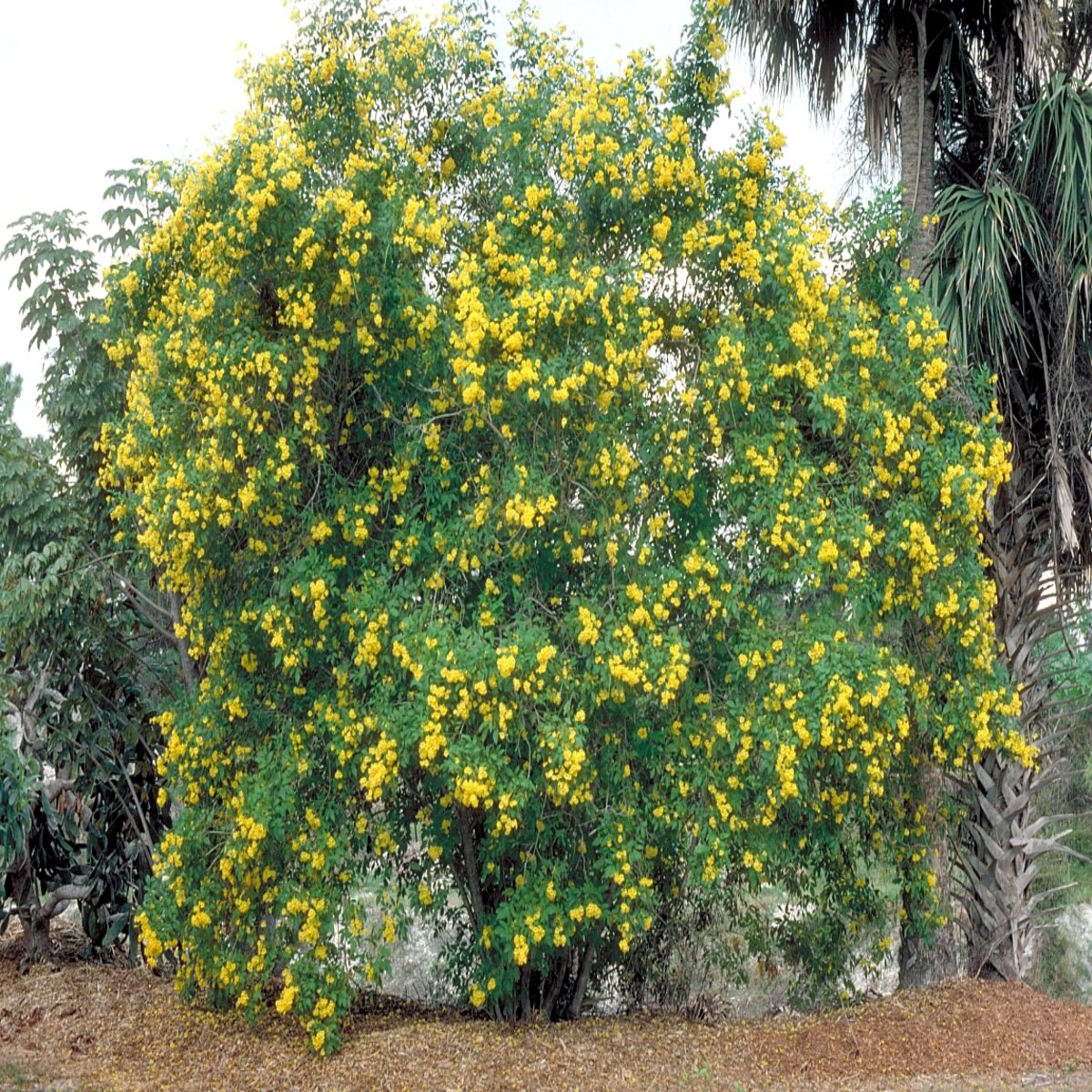 Tecoma Stans Esperanza | SiteOne US