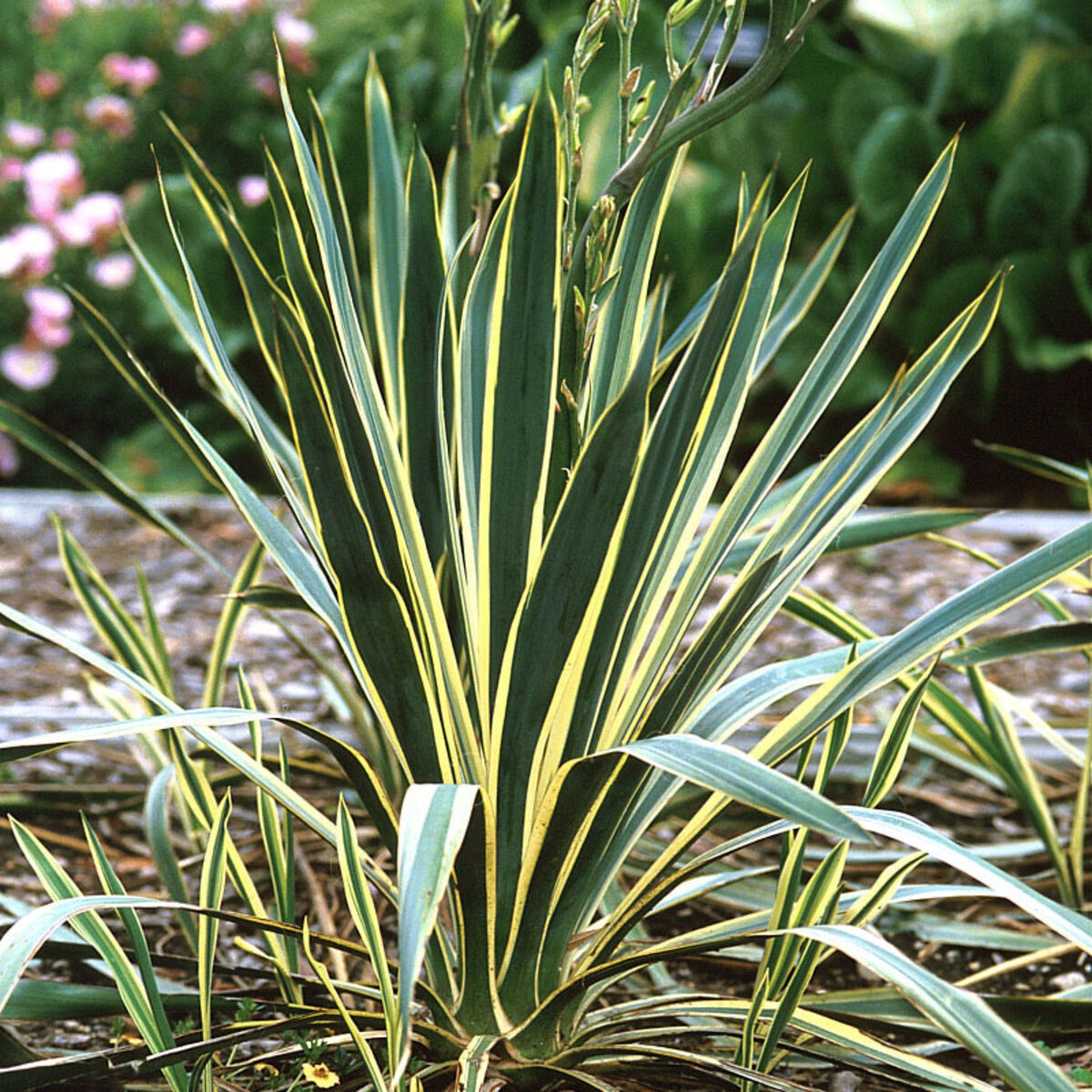Yucca Filamentosa Bright Edge Adams Needle | SiteOne US