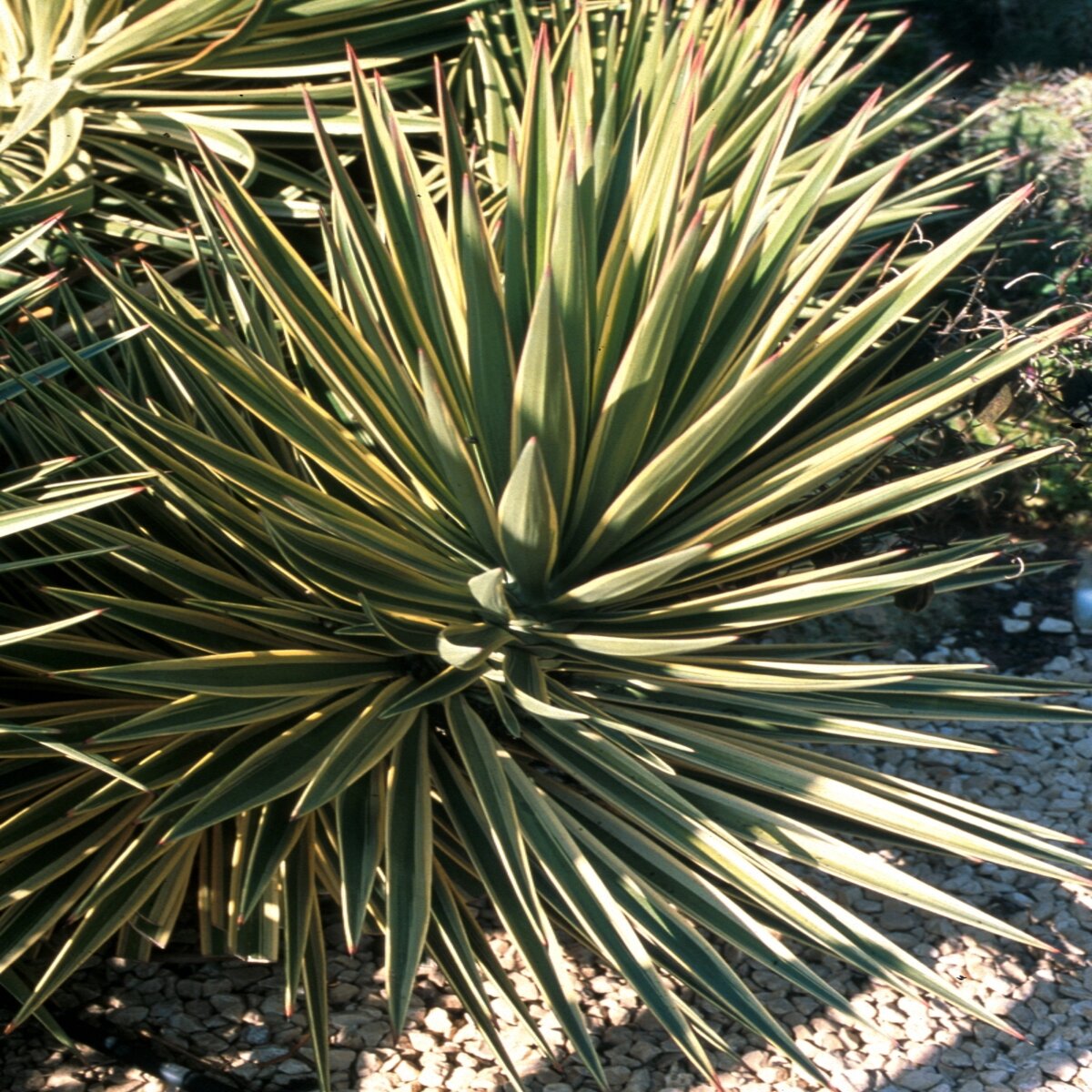 Yucca Gloriosa Variegata Spanish Dagger | SiteOne US