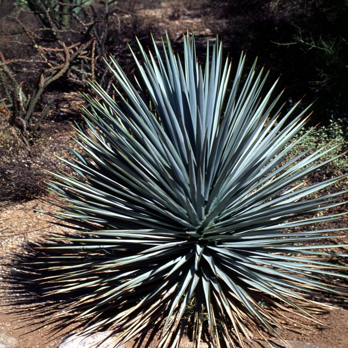 Yucca Rigida Blue Yucca | SiteOne US