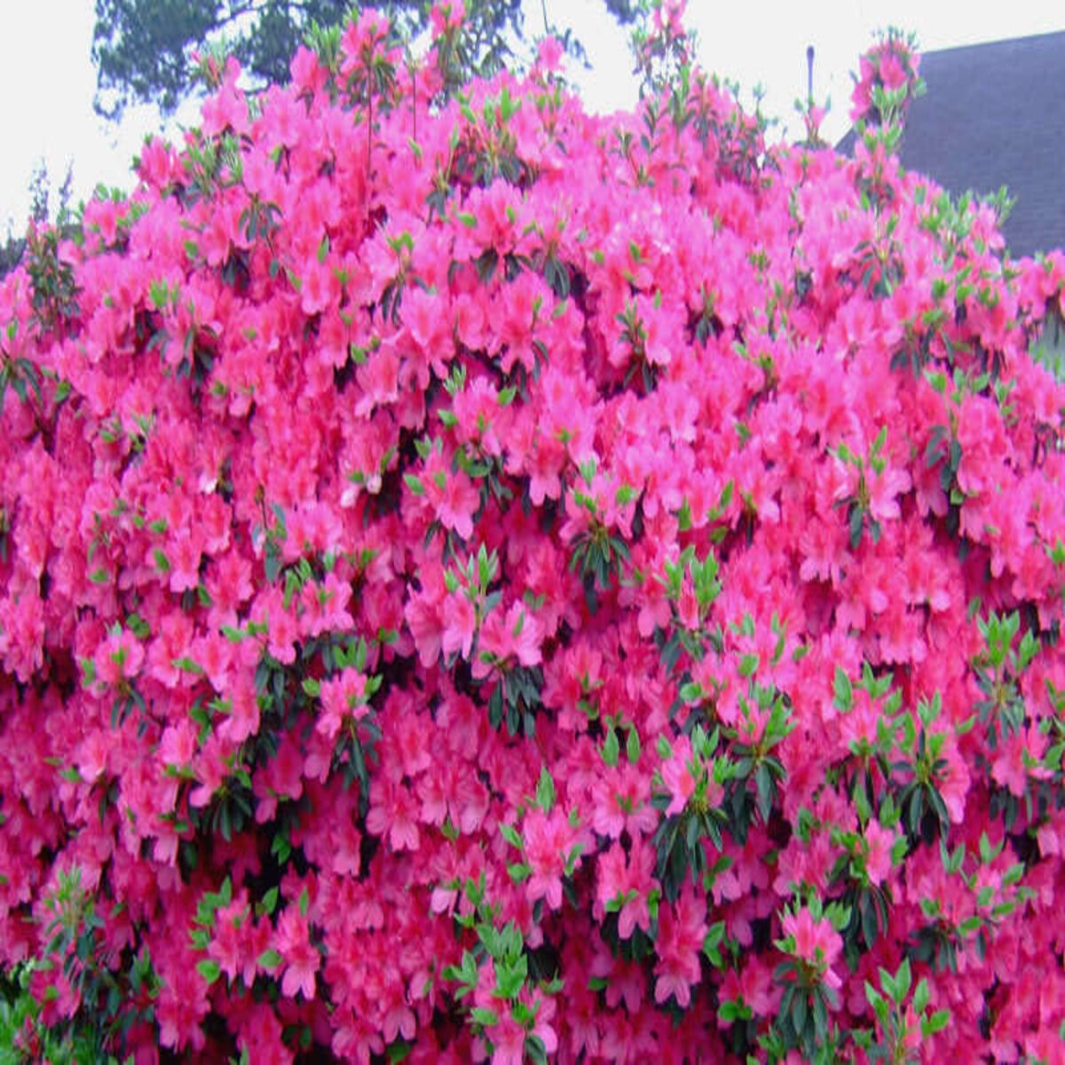 Rhododendron x Judge Solomon Azalea | SiteOne US