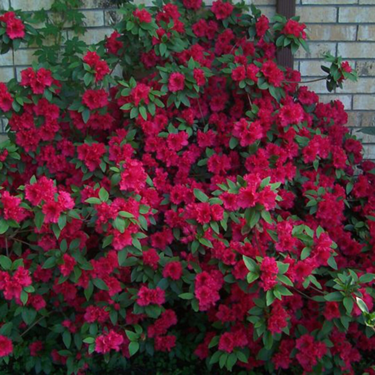 Rhododendron X Red Ruffles Azalea | SiteOne US