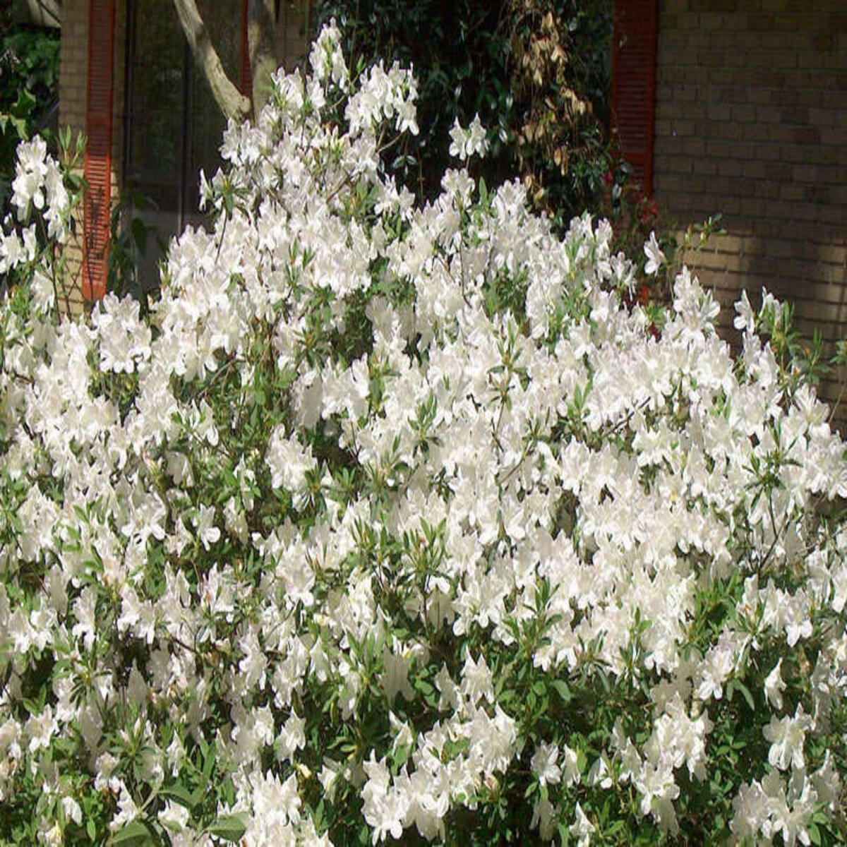 Rhododendron indicum Mrs G.G. Gerbing Southern Indian Azalea | SiteOne US