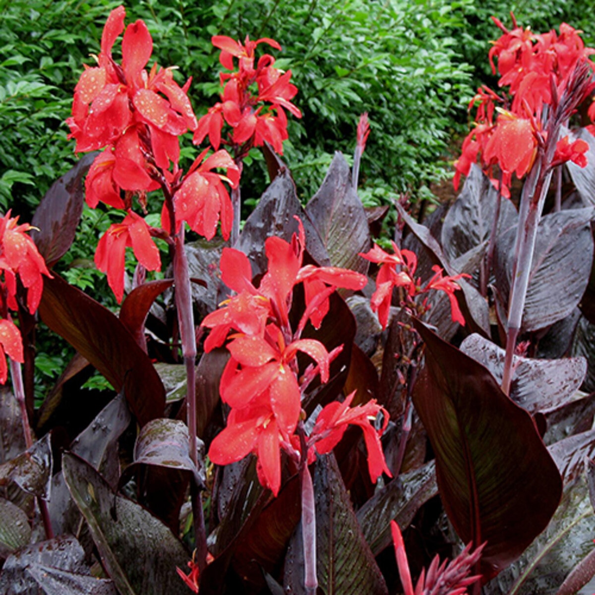 Canna X Red Futurity Canna Lily | SiteOne US