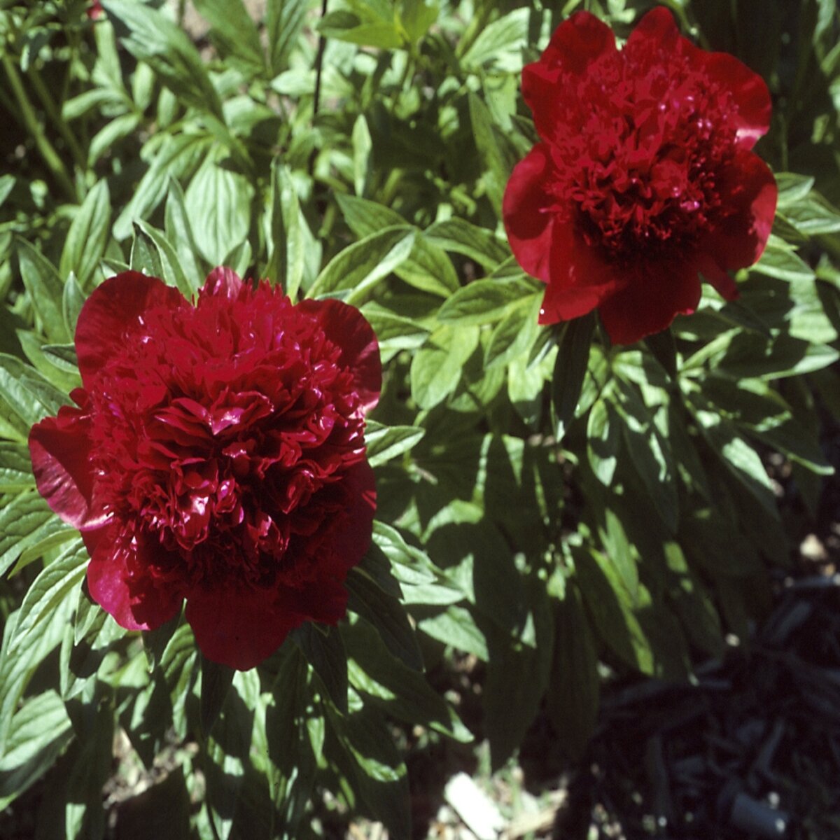 Paeonia X Red Charm Peony | SiteOne US