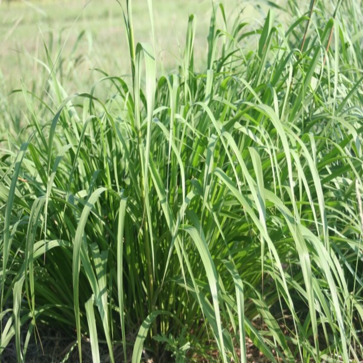 Tripsacum Dactyloides Nana Dwarf Fakahatchee Grass | SiteOne US