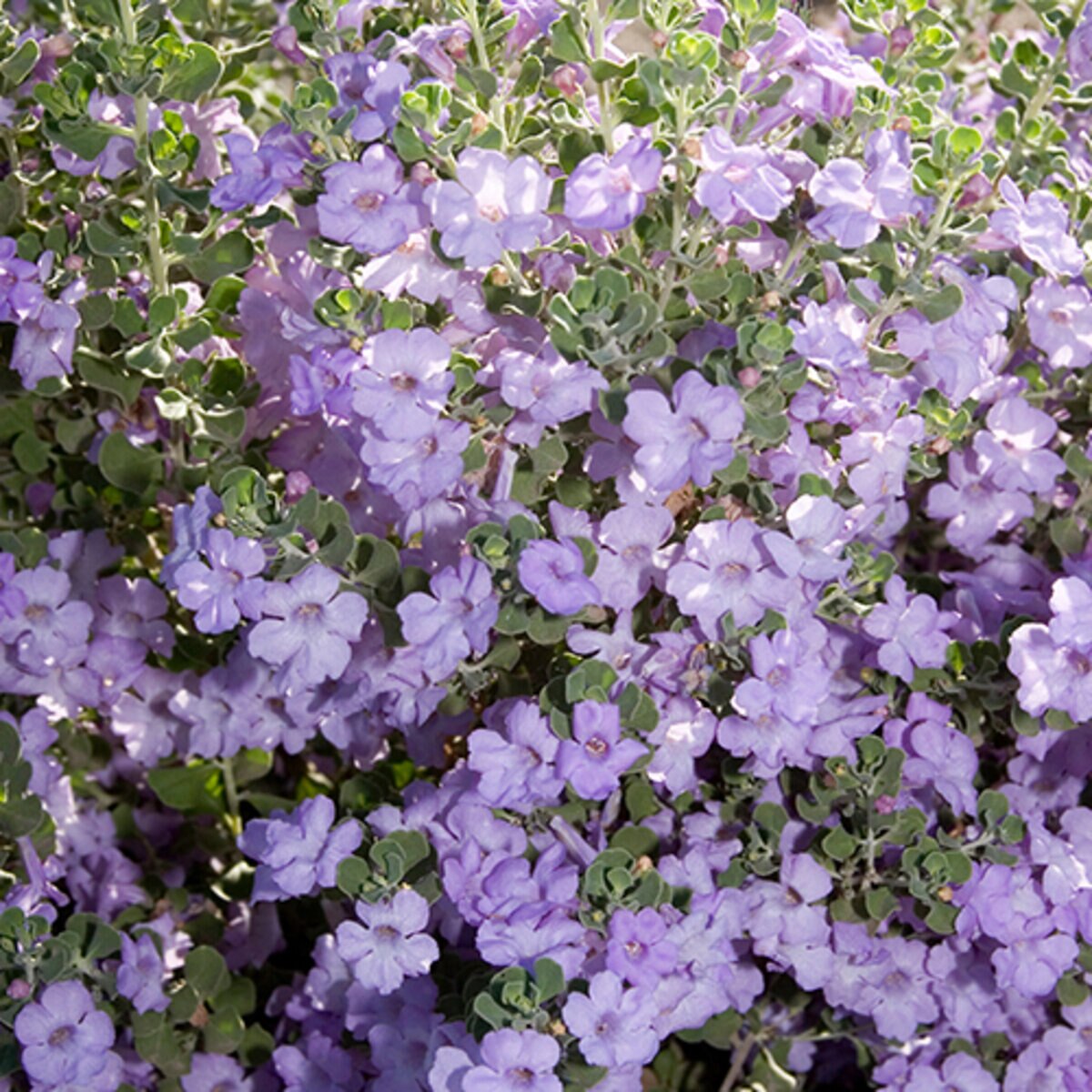 Leucophyllum Langmaniae Lynns Legacy Texas Sage | SiteOne US